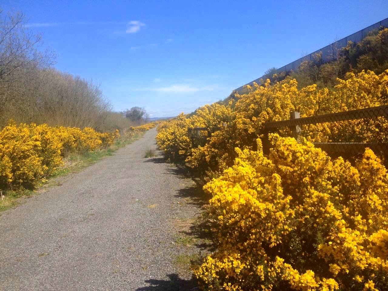 Gorse – Boundaries | Healing Flower & Tree Essences of Ireland