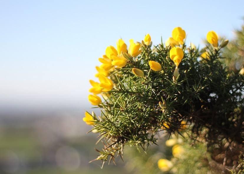 Gorse – Boundaries | Healing Flower & Tree Essences of Ireland