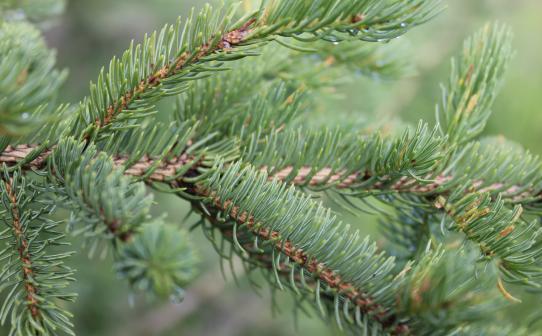 Sitka Spruce | Healing Flower & Tree Essences of Ireland