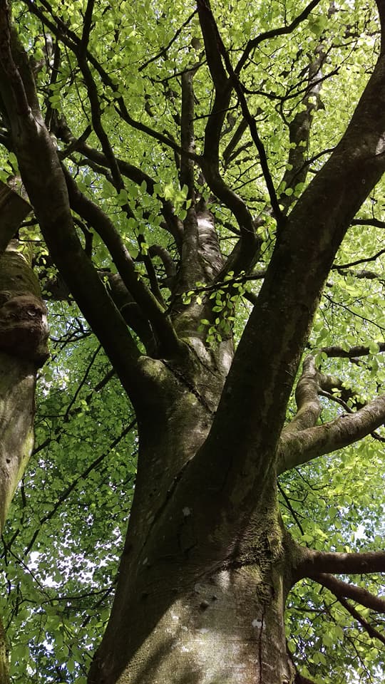 Beech – Mother Tree | Healing Flower & Tree Essences of Ireland