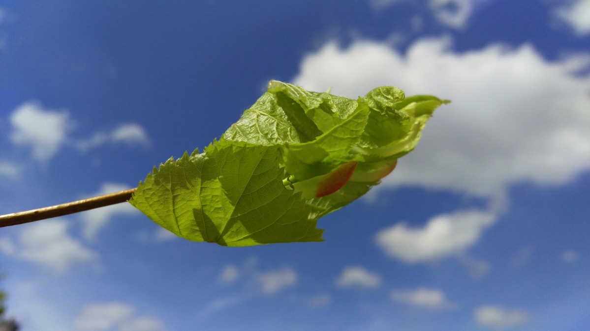 Sacred Linden Tree – Spring | Healing Flower & Tree Essences of Ireland