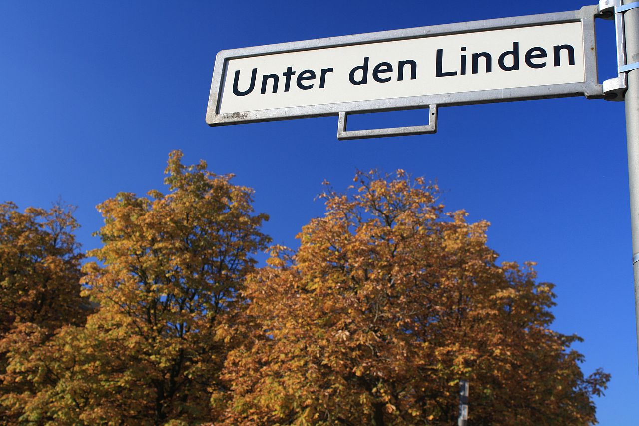 Sacred Linden Tree – Spring | Healing Flower & Tree Essences of Ireland